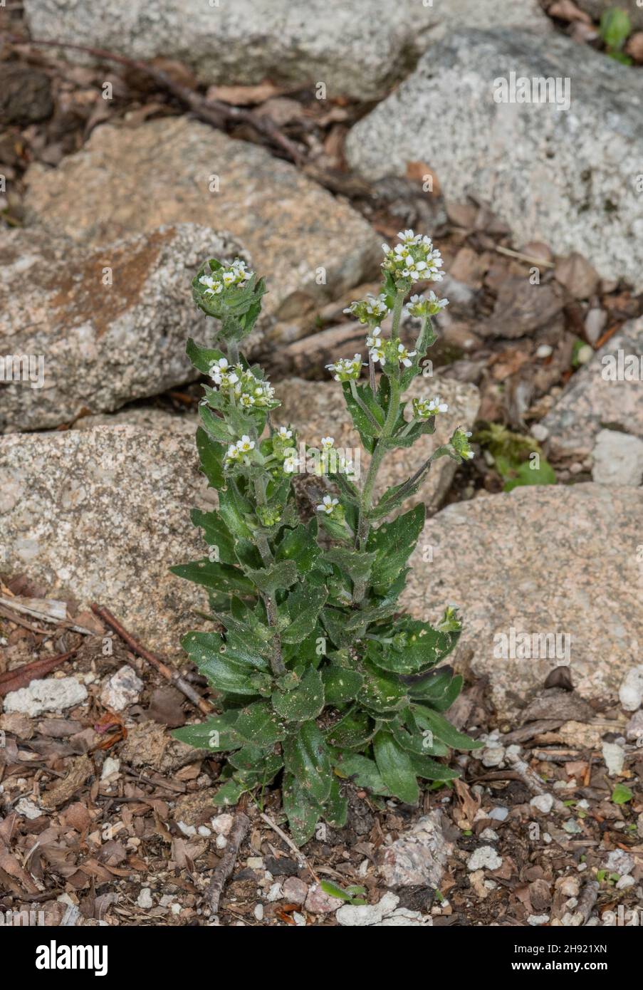 Hoary Whitlowgrass, Draba incana, in flower on rocky outcrop Stock ...