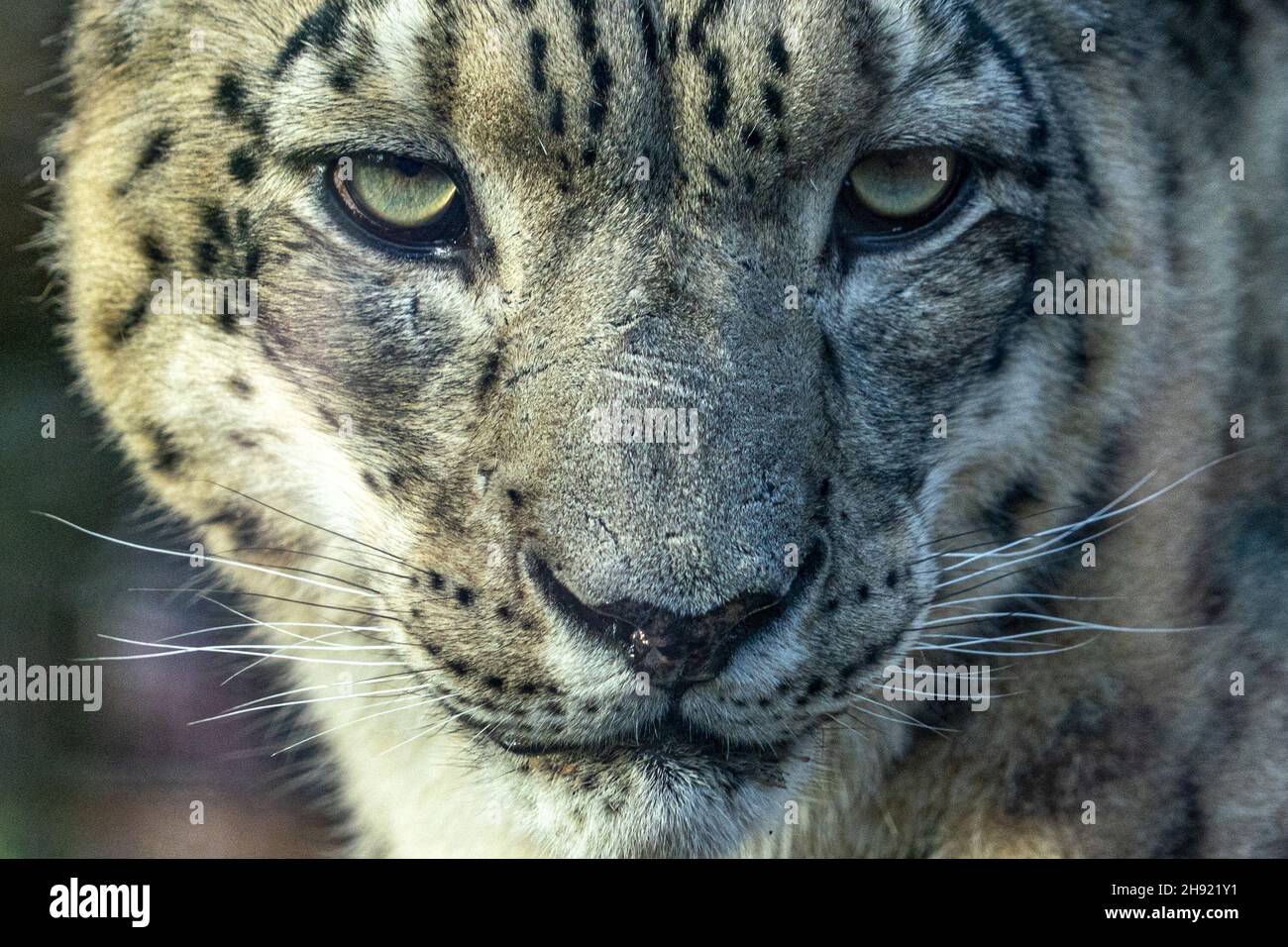 Snow leopard close up portrait looking at you Stock Photo - Alamy