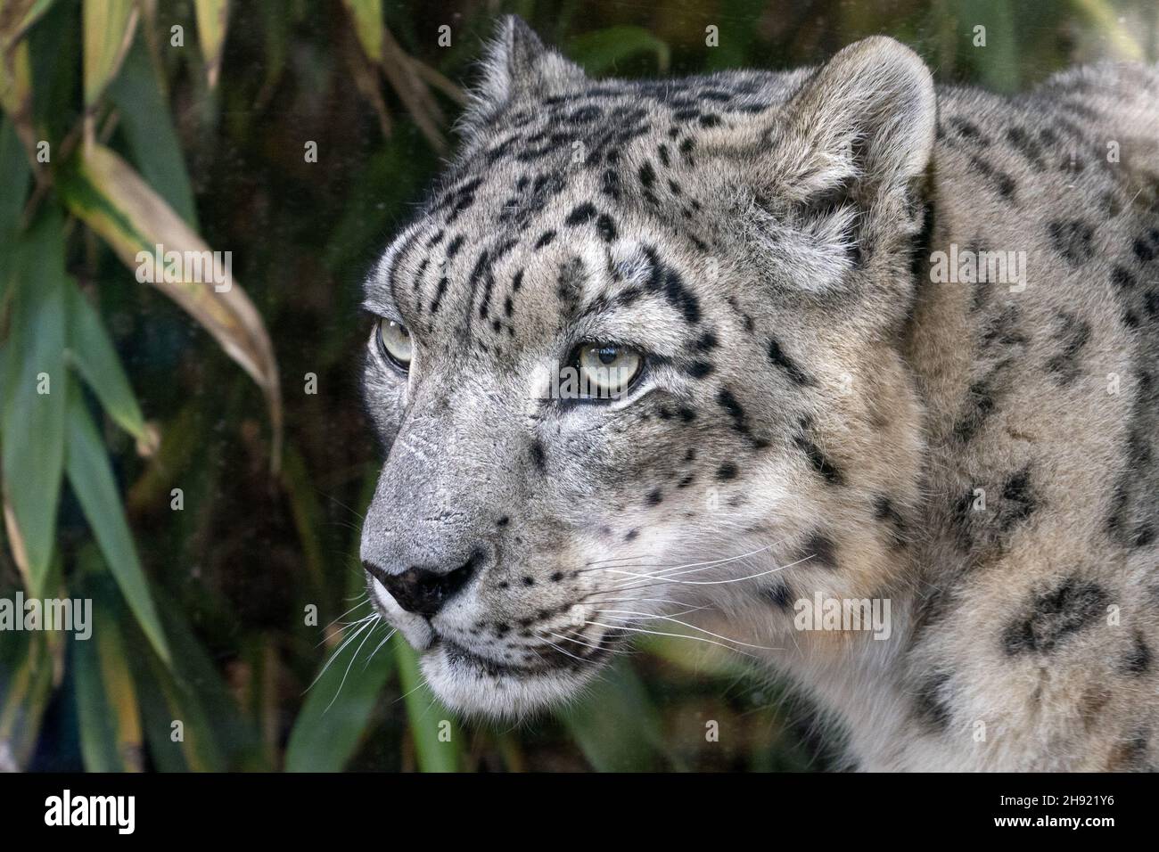 Snow leopard close up portrait looking at you Stock Photo - Alamy