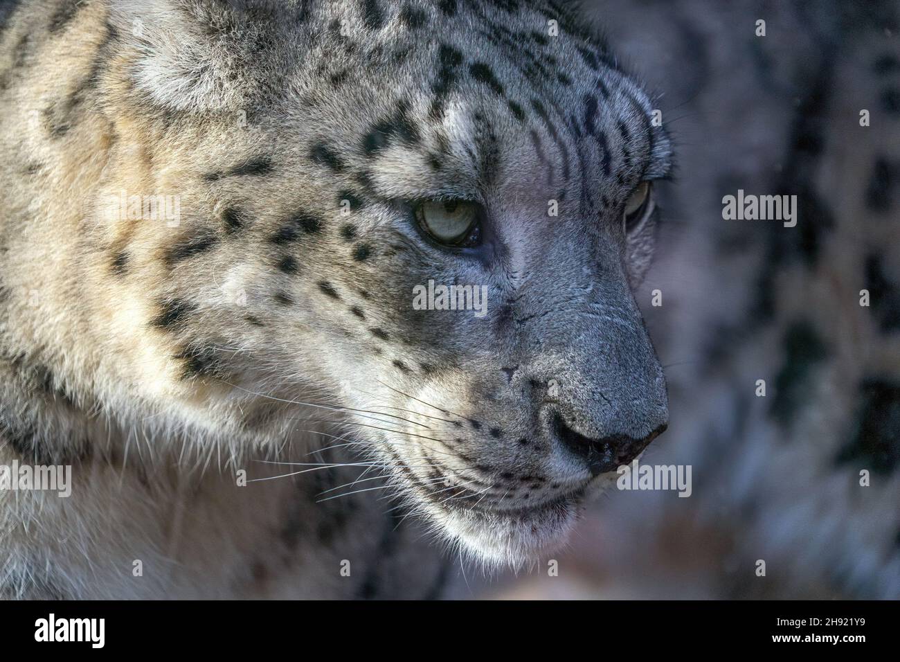 Snow leopard close up portrait looking at you Stock Photo - Alamy