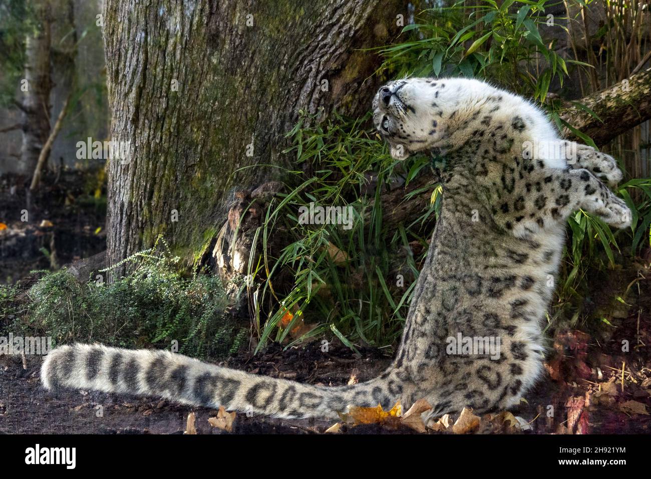 Snow leopard close up portrait looking at you Stock Photo - Alamy