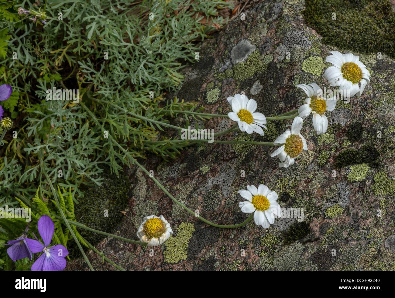 Cretan mat daisy, Anthemis cretica in flower Stock Photo - Alamy