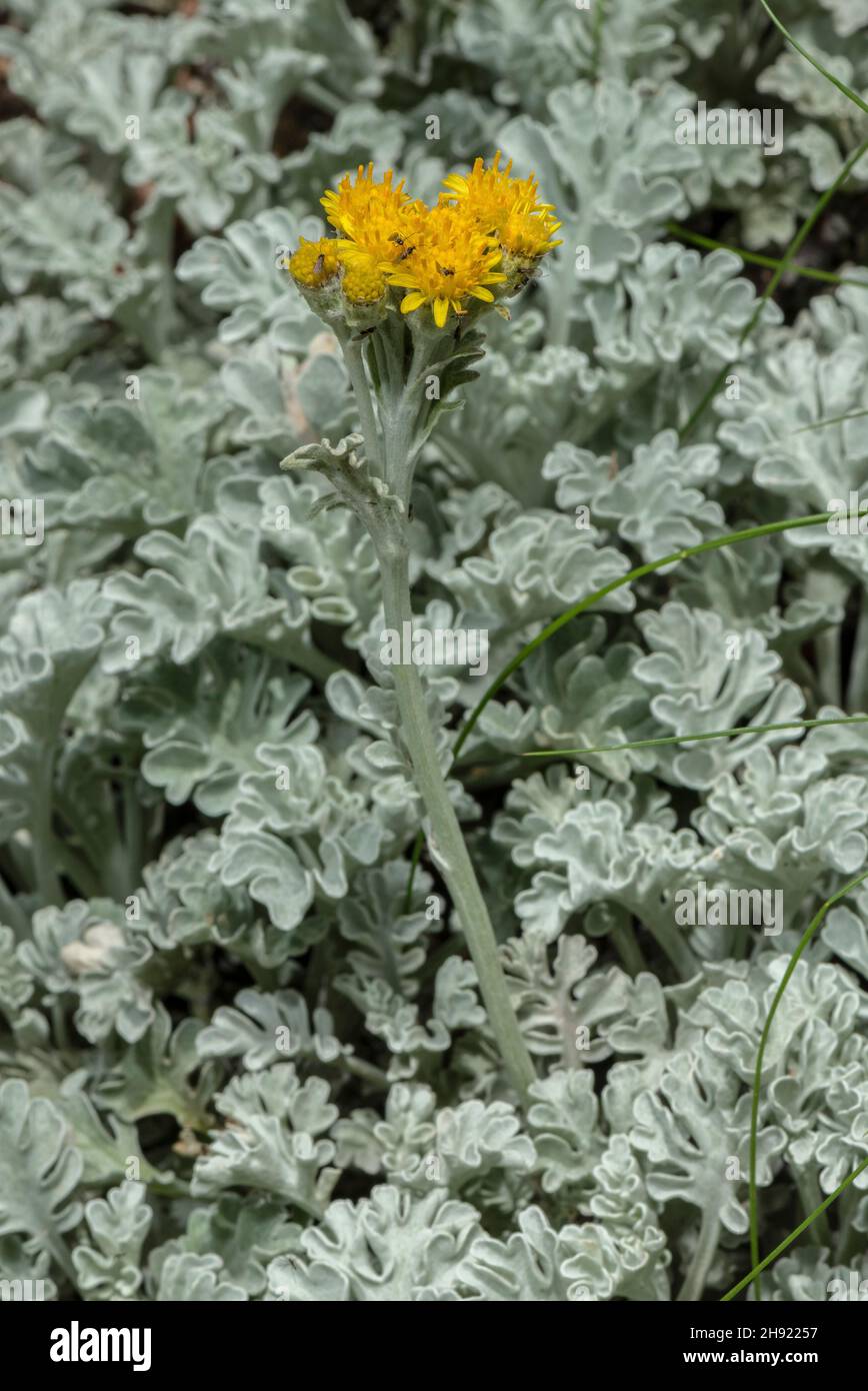 White-leaved Ragwort, Jacobaea leucophylla in flower, Alps Stock Photo ...
