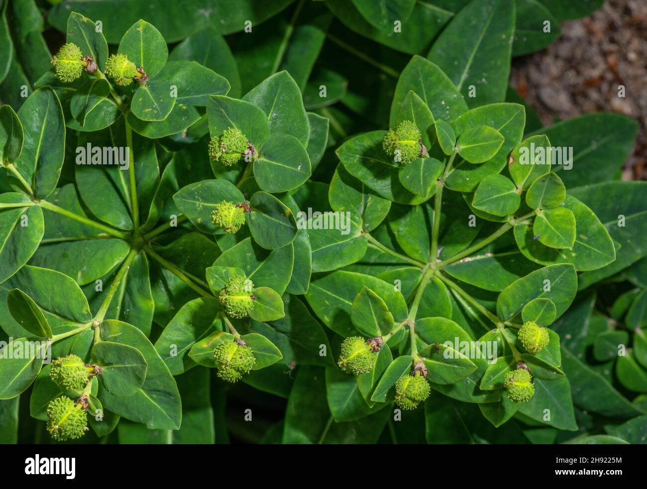 Irish Spurge, Euphorbia hyberna, close up of bracts and fruit Stock ...