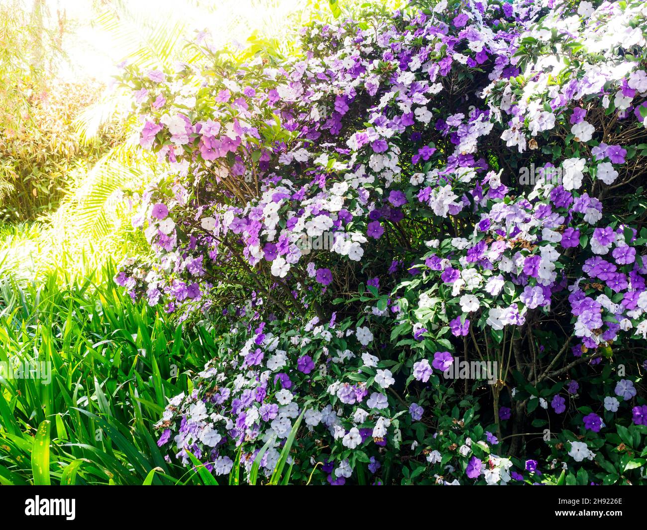 Brunfelsia latifolia nightshade shrub Stock Photo - Alamy