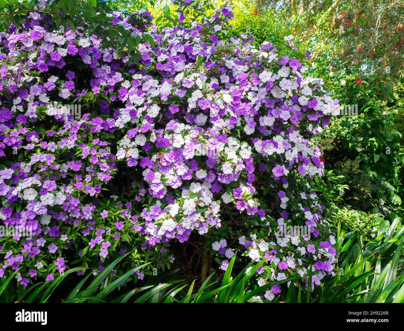 Brunfelsia latifolia nightshade shrub Stock Photo - Alamy