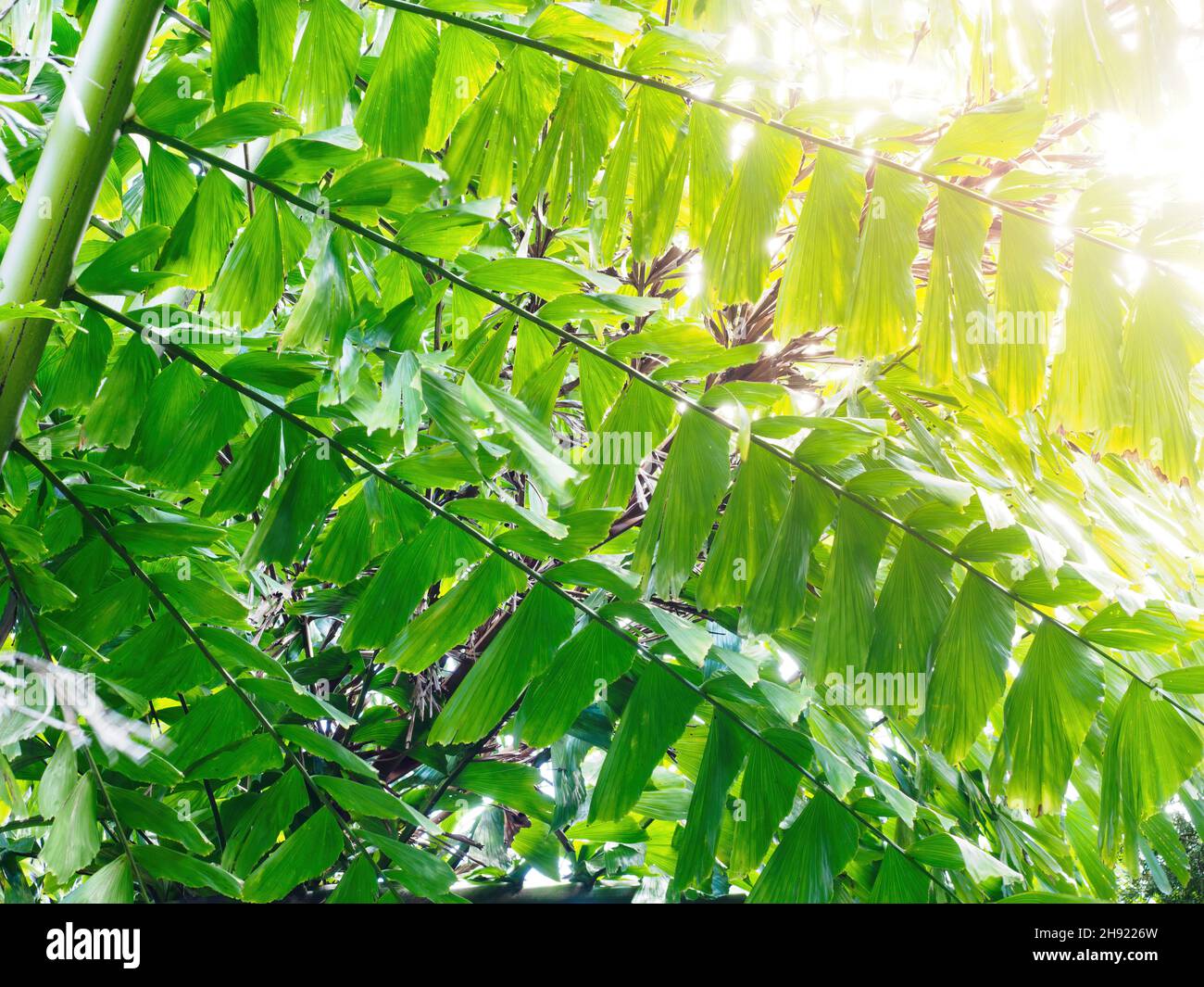 Iriartea deltoidea hi-res stock photography and images - Alamy