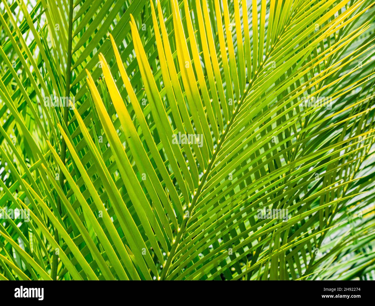 Burrawang hi-res stock photography and images - Alamy