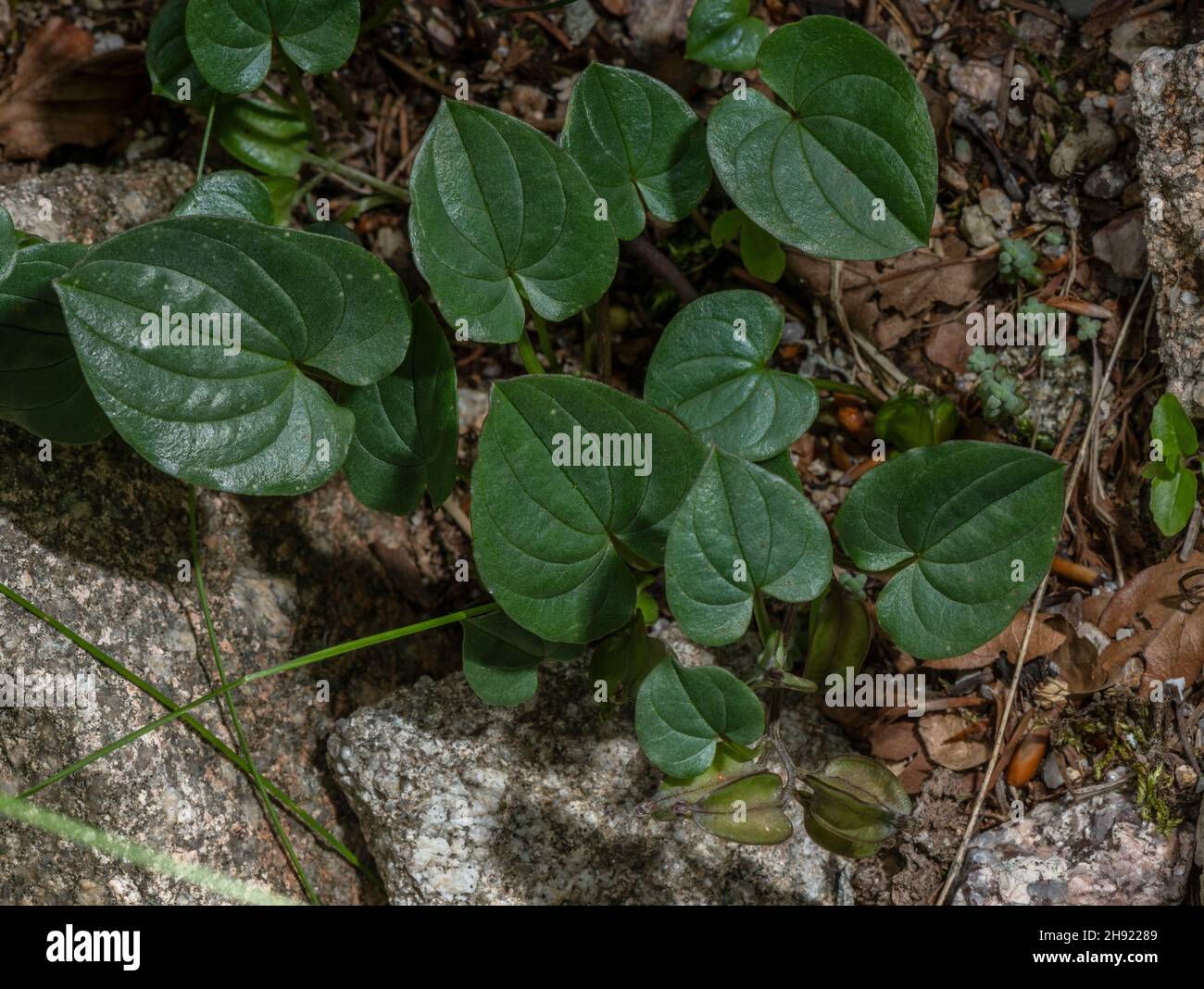 Pyrenean Yam, Dioscorea pyrenaica, in fruit. Pyrenean endemic Stock ...