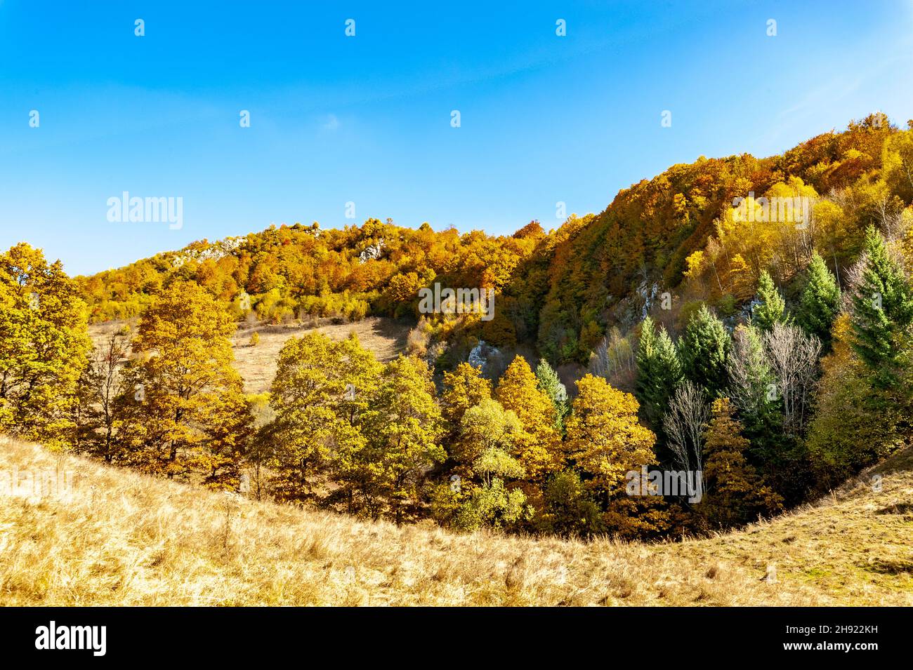 Beautiful colors of trees in the forested hills in autumn Stock Photo ...