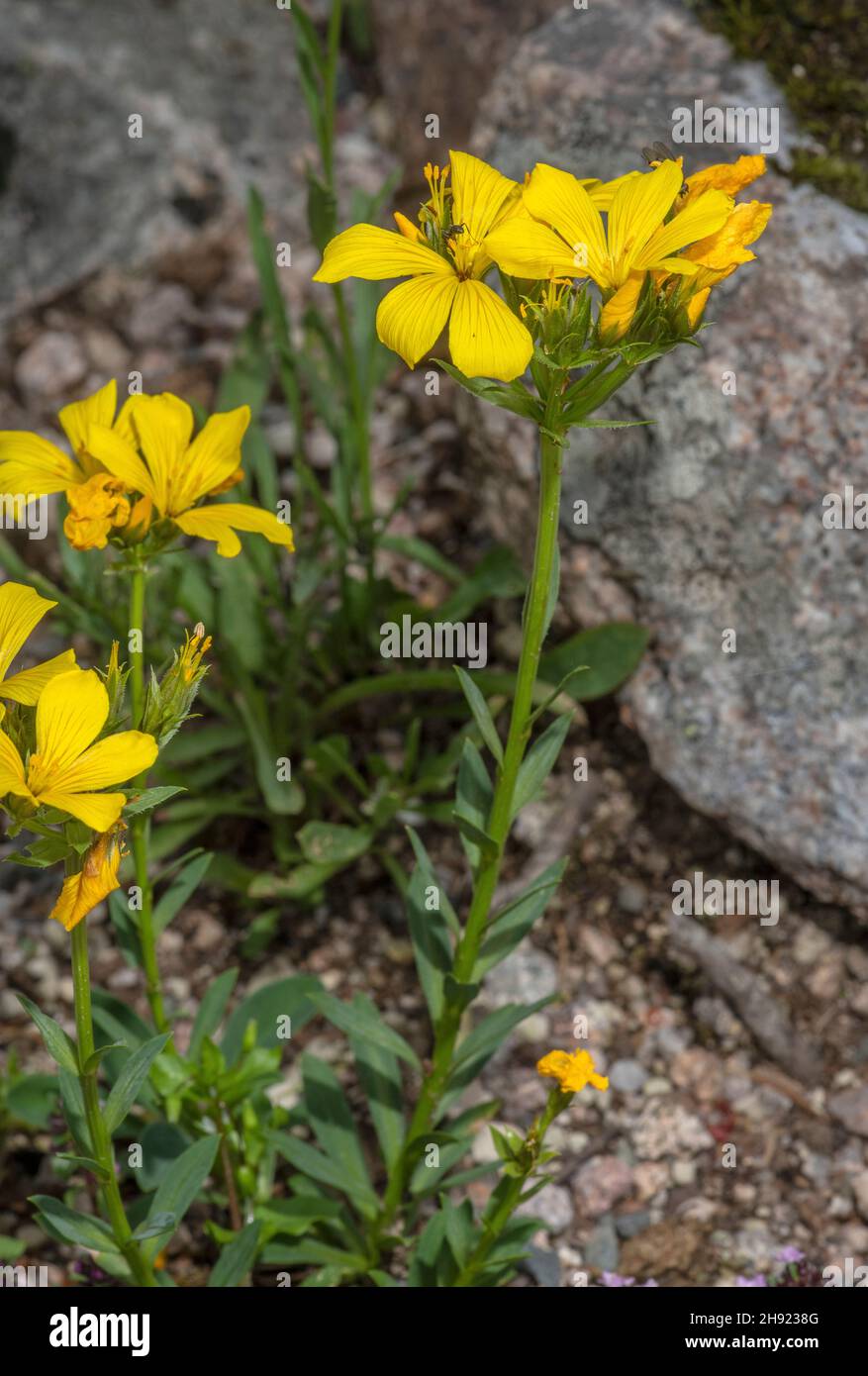 Linum capitatum hi-res stock photography and images - Alamy