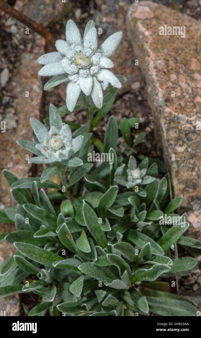 Edelweiss, Leontopodium nivale subsp. alpinum, in flower. Iconic alpine ...