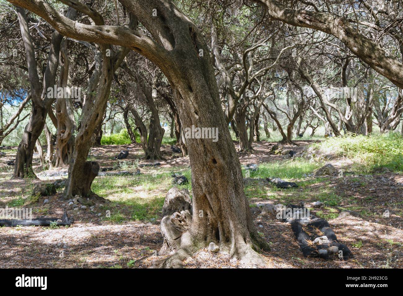 Olive trees forest in mountainous area of Greek Island of Corfu Stock ...