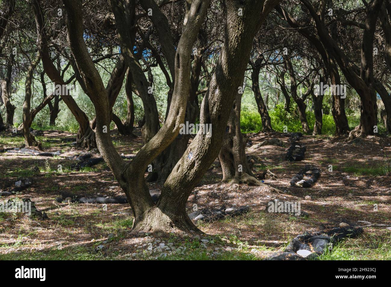 Olive trees forest in mountainous area of Greek Island of Corfu Stock ...