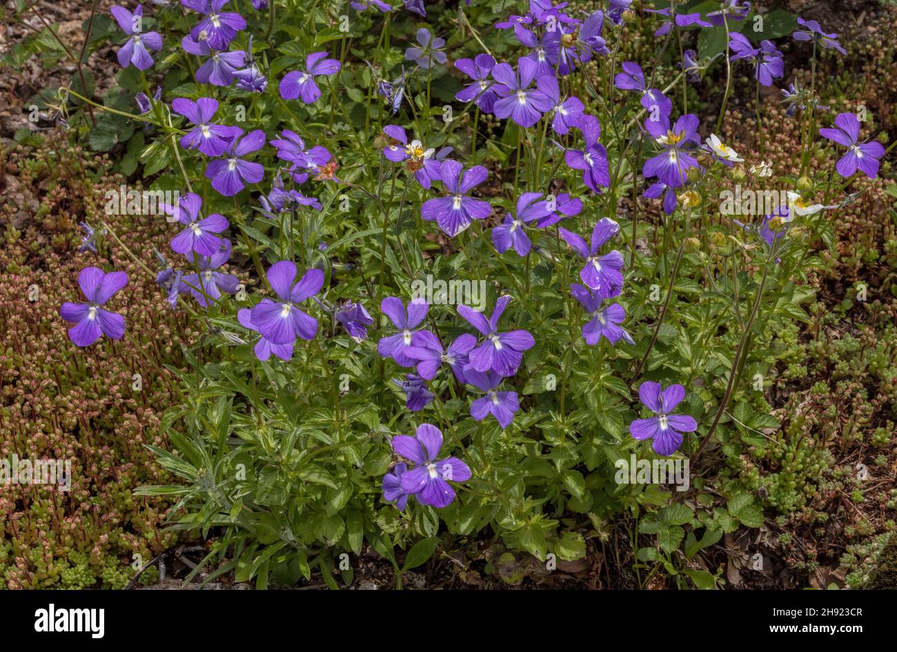 Horned violet viola cornuta hi-res stock photography and images - Alamy
