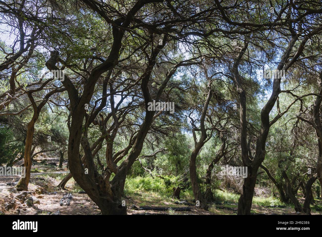 Olive trees forest in mountainous area of Greek Island of Corfu Stock ...