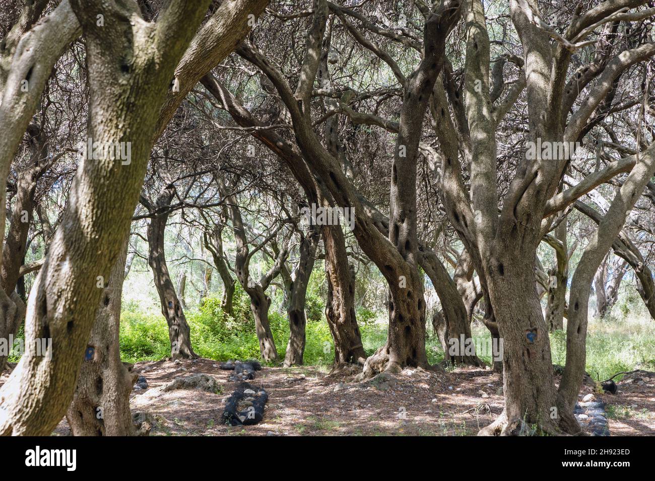 Olive trees forest in mountainous area of Greek Island of Corfu Stock ...