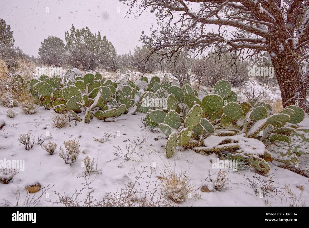Prickly pear cactus arizona hi-res stock photography and images - Alamy