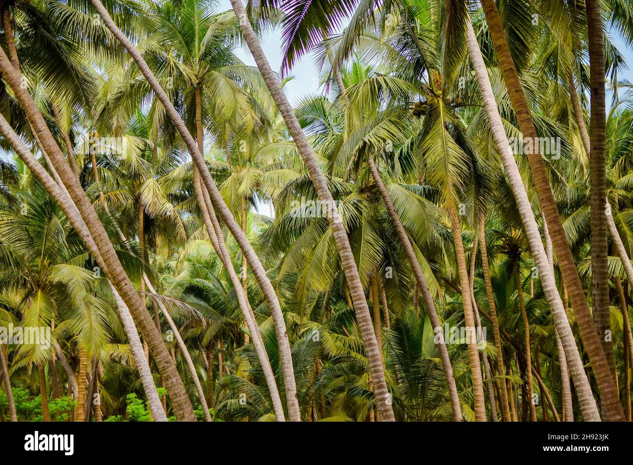 Coconut trees at the beach side Stock Photo - Alamy