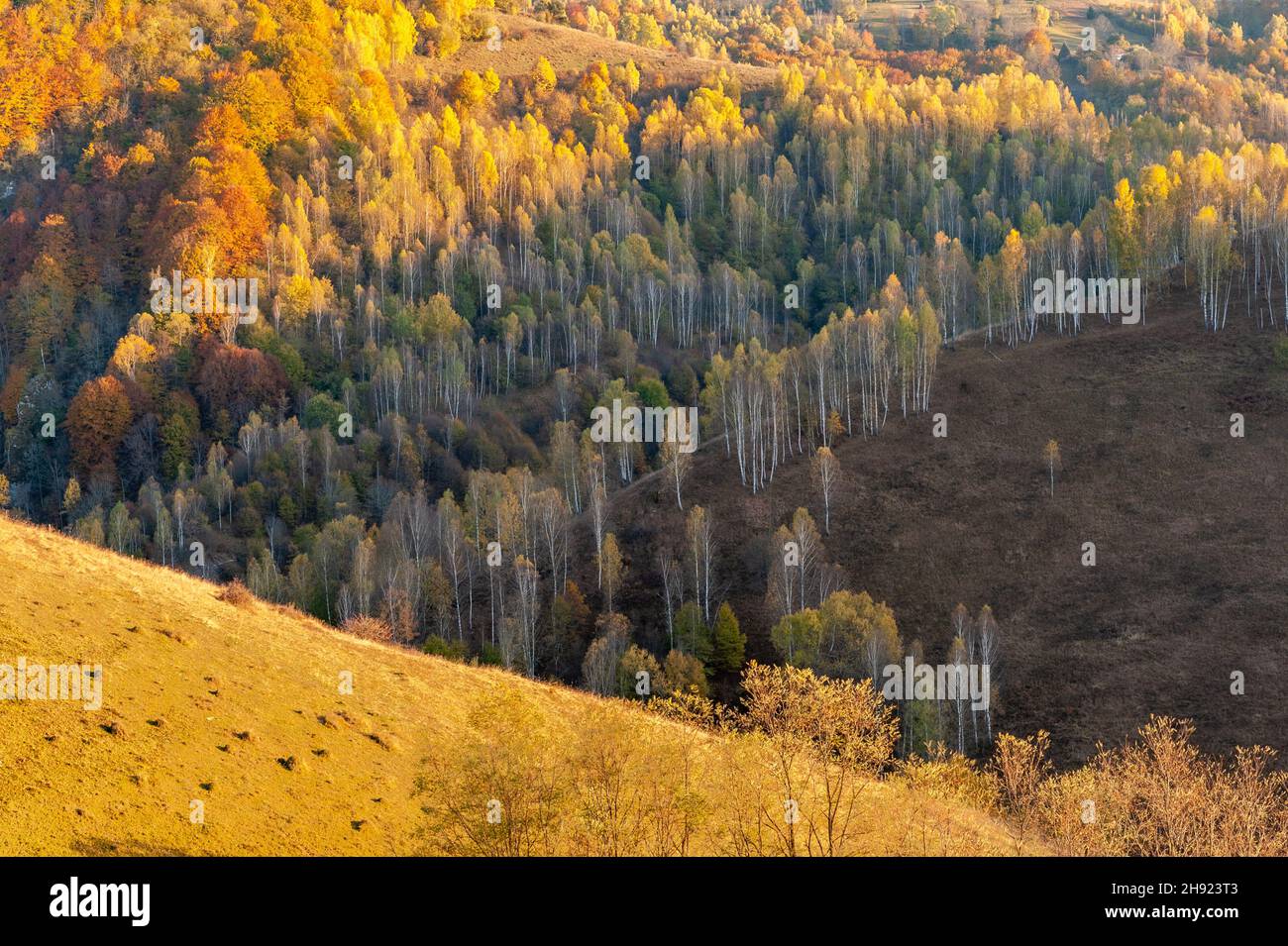 Beautiful colors of trees in the forested hills in autumn Stock Photo ...