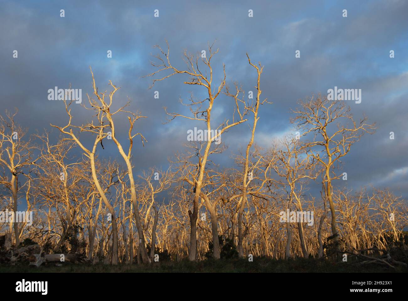 Landscape view of drought dried trees in the forest Stock Photo - Alamy