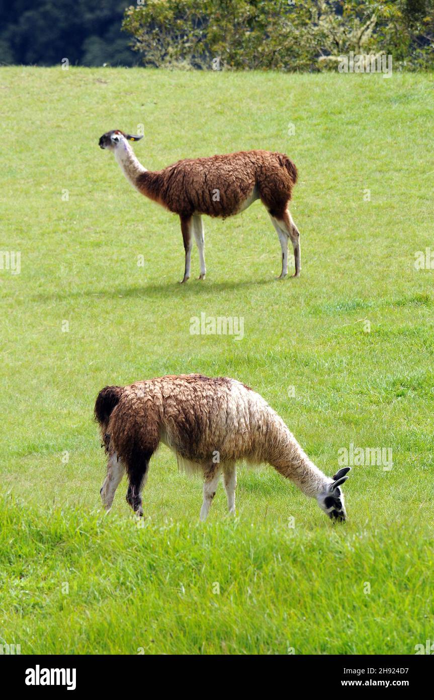 Machu picchu lamas hi-res stock photography and images - Alamy