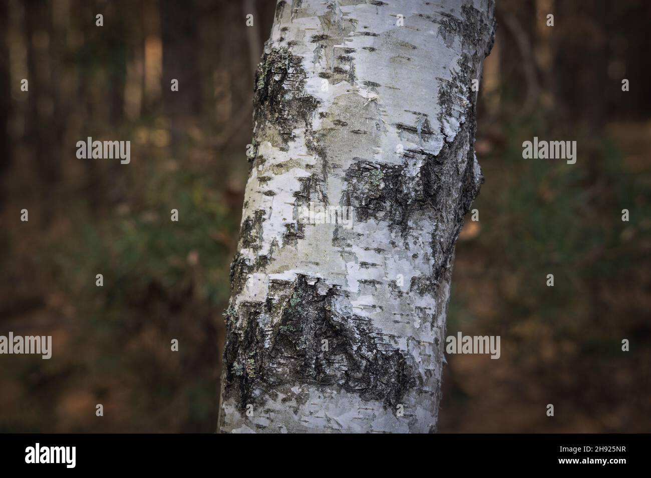 Birch tree in forest in Skierniewice County, Lodzkie voivodeship of ...