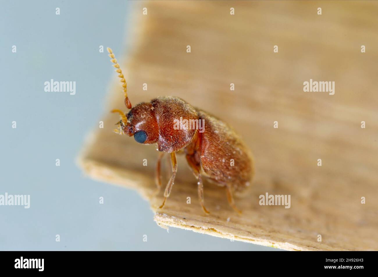 Lasioderma serricorne commonly known as the cigarette beetle, cigar ...
