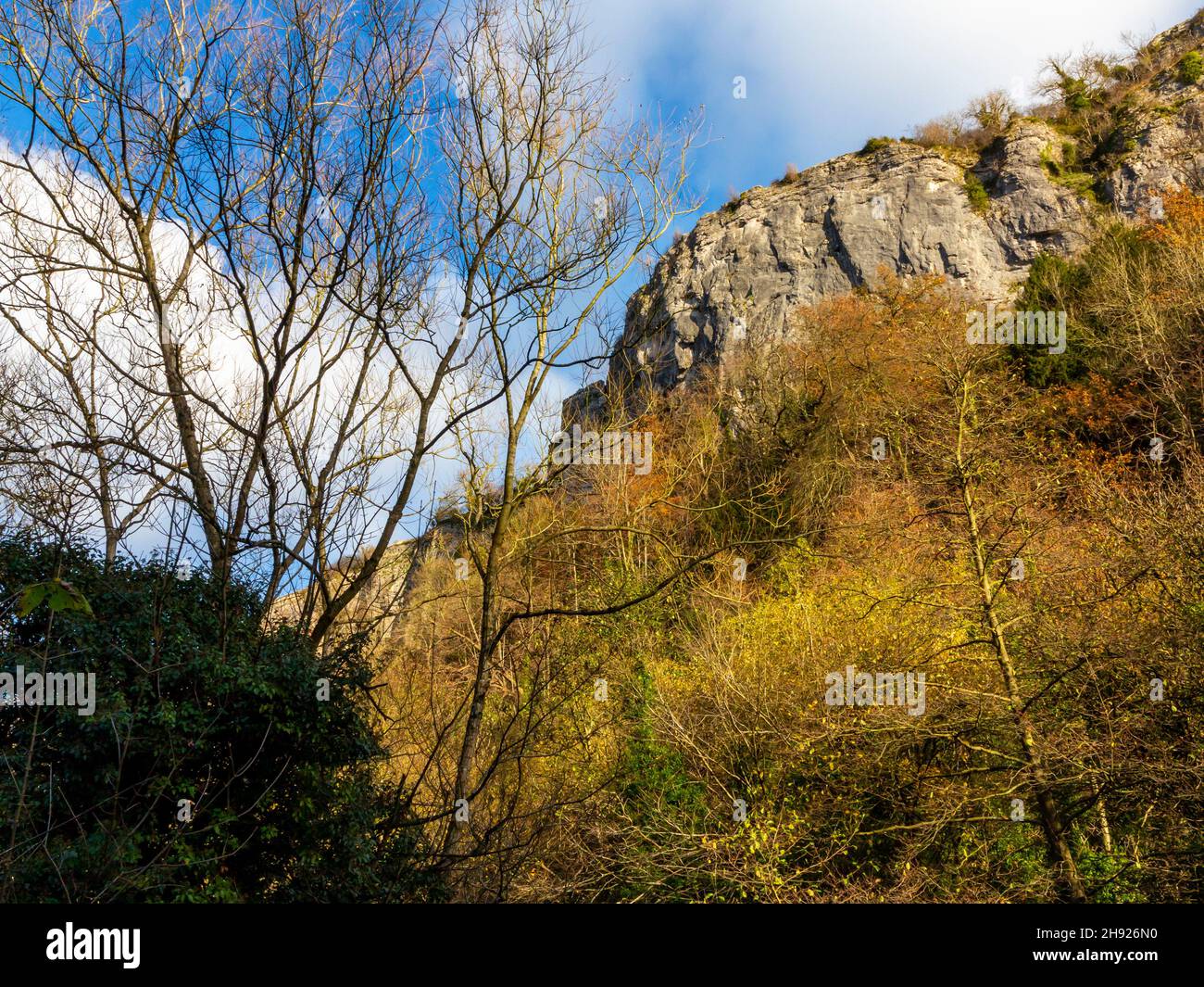 Golden autumn colour in woodland at High Tor an area of limestone ...