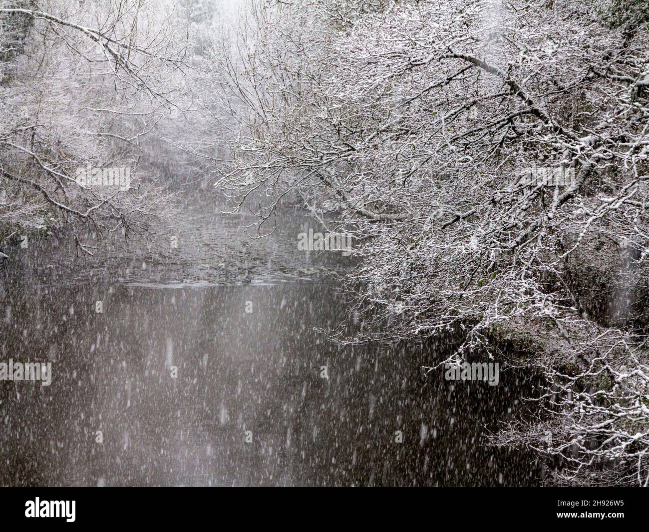 Snow covered landscape with trees over the River Derwent at Matlock ...