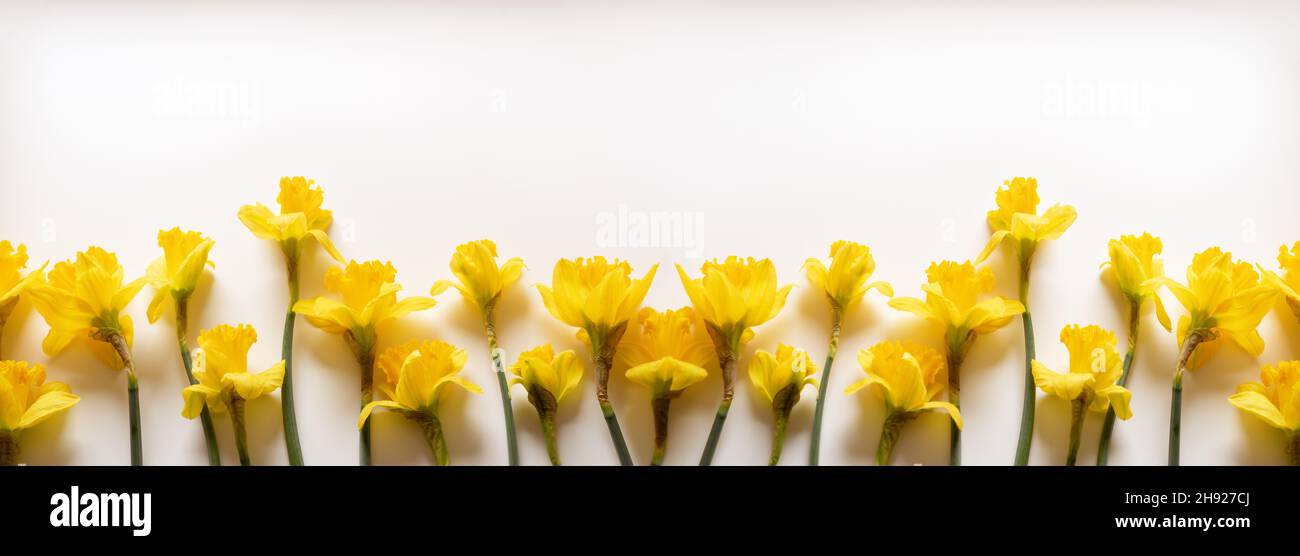 Spring banner with fresh yellow daffodil flowers Stock Photo - Alamy