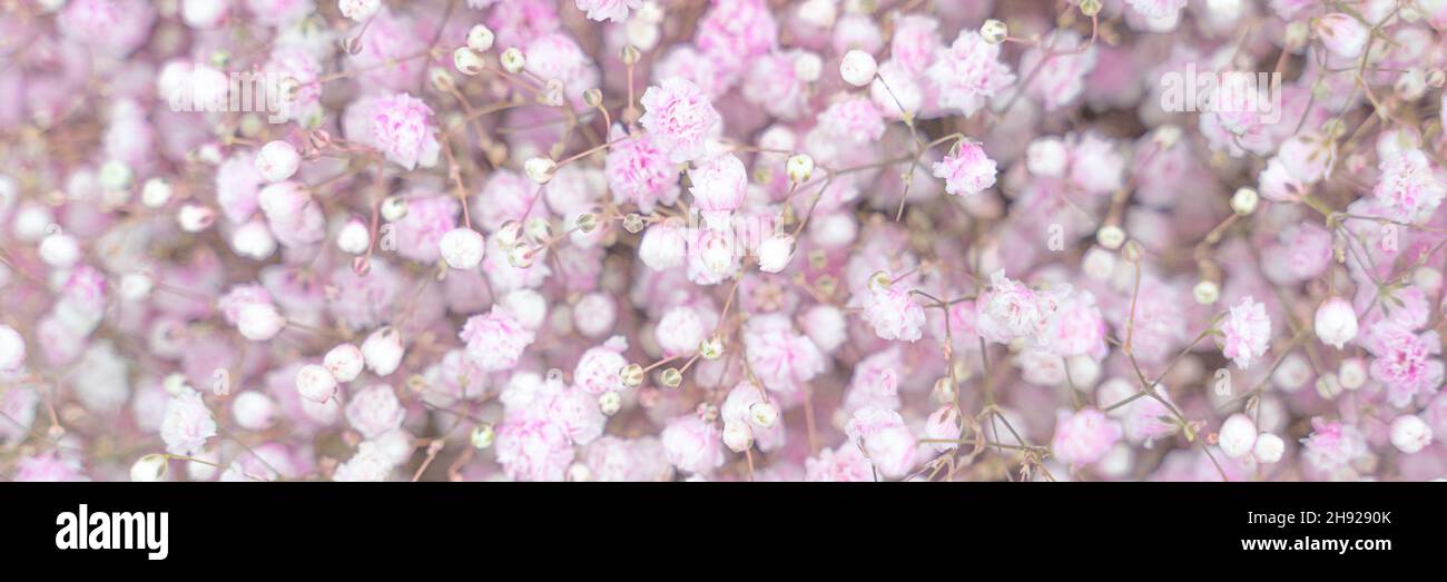 Banner of baby breath flowers in pastel color pink and white. Soft ...