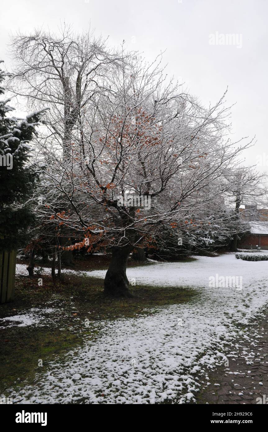 Copenhagen/Denmark./03 December 2021/Trees nd leves covered with snow ...
