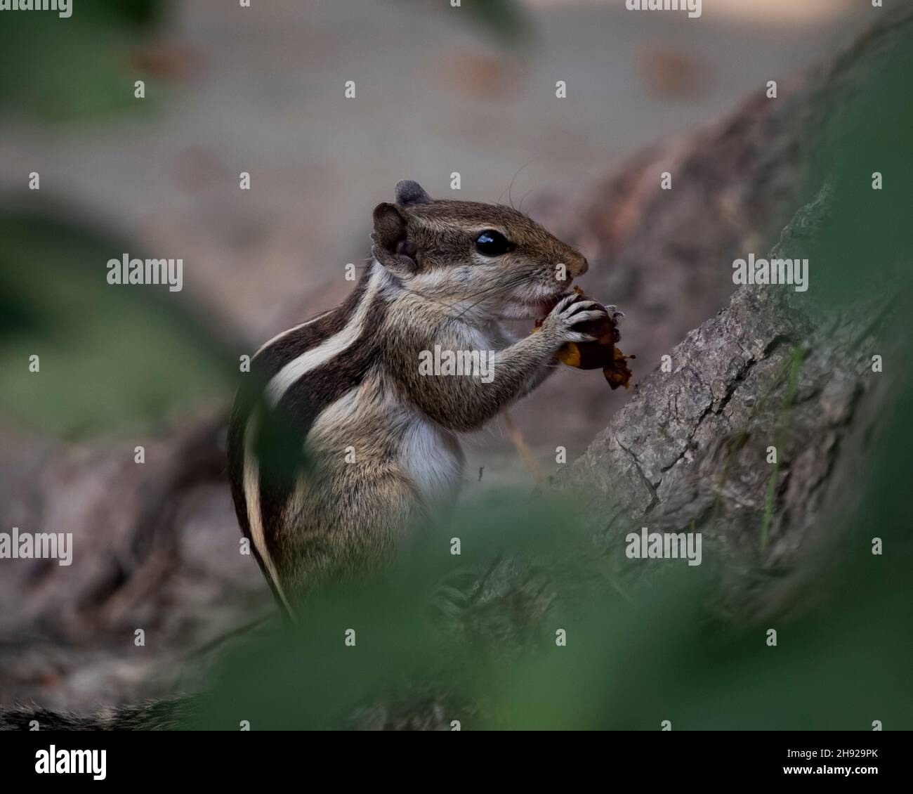 A cute squirrel eating some fruit on lunch time Stock Photo - Alamy