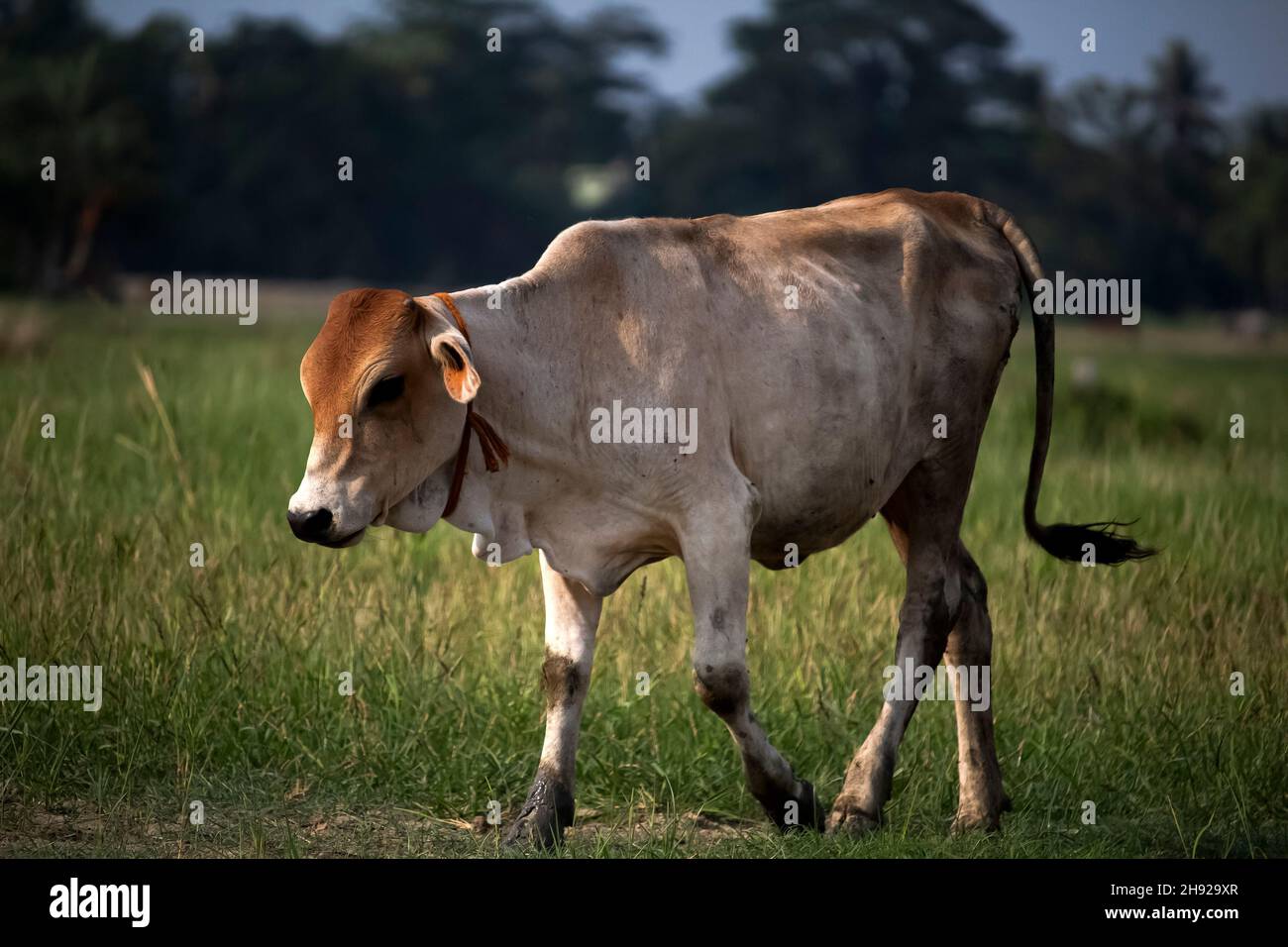 A Beautiful cow finding his food on a green grass field Stock Photo - Alamy