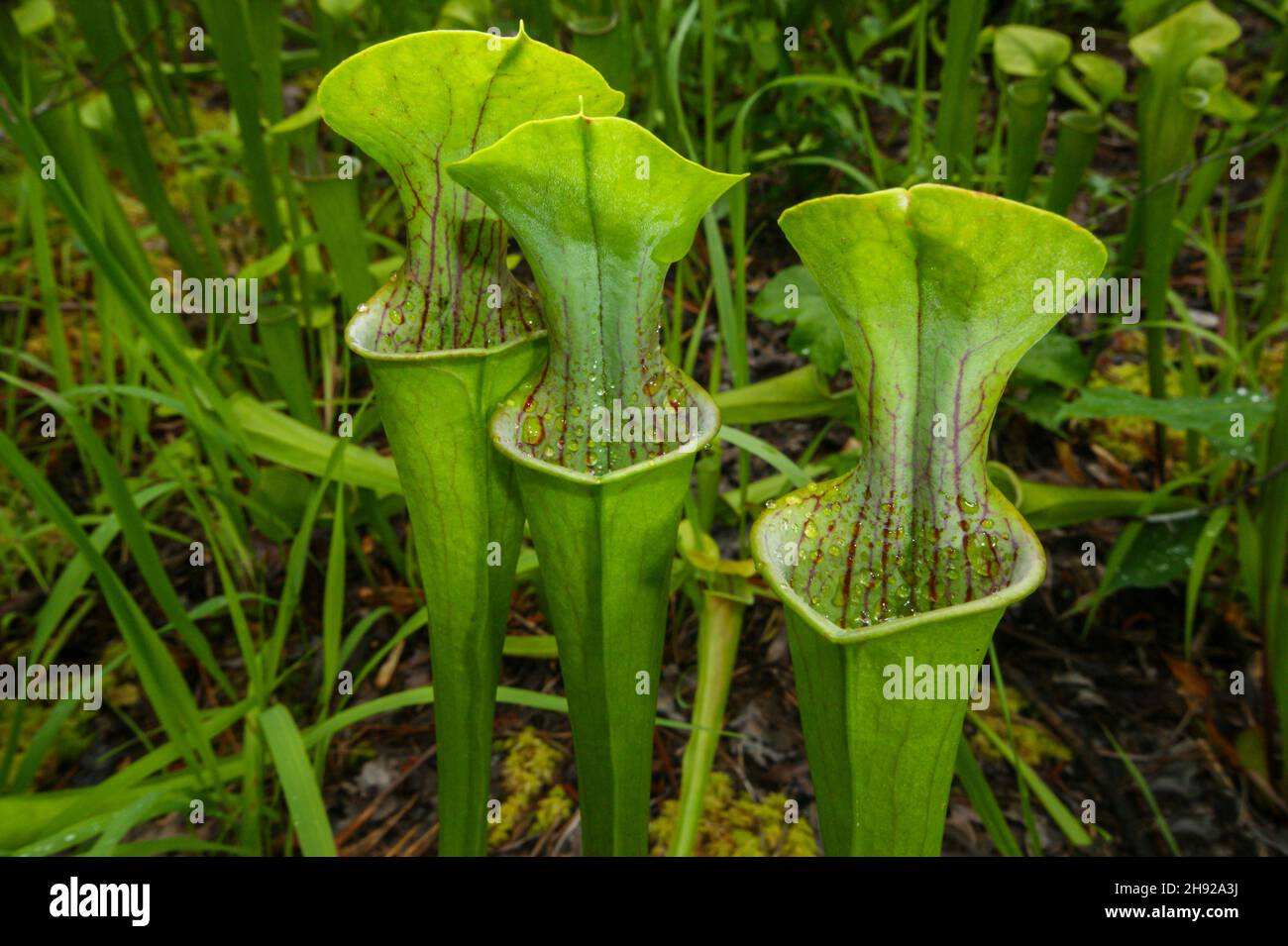 Three pitchers of the green pitcher plant (Sarracenia oreophila) in ...