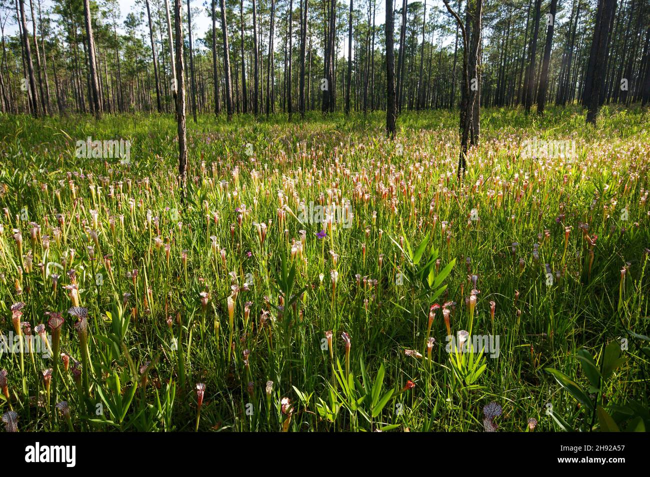 White pitcher plants (Sarracenia leucophylla), in longleaf pine forest ...