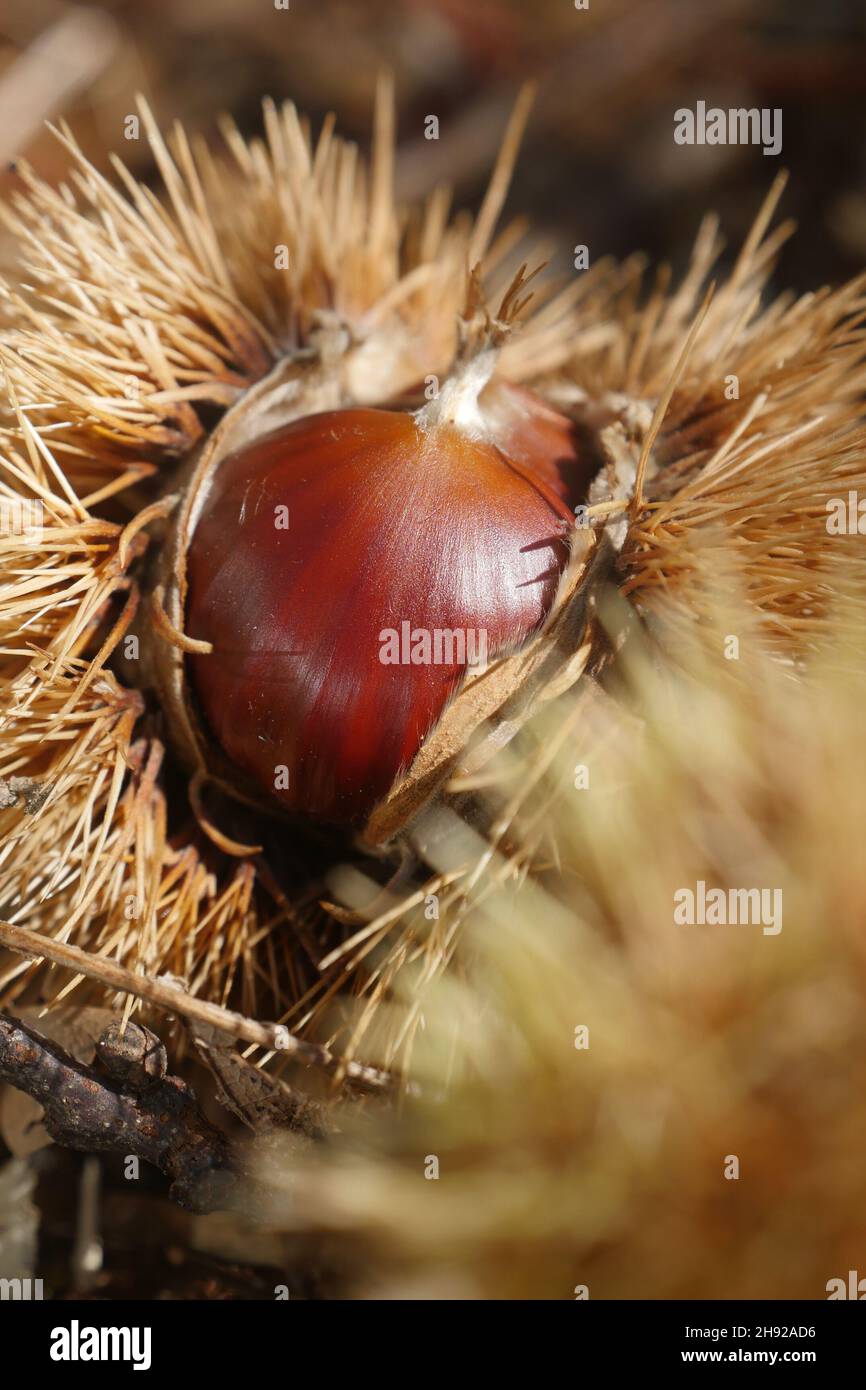 Chestnut thorns hi-res stock photography and images - Alamy