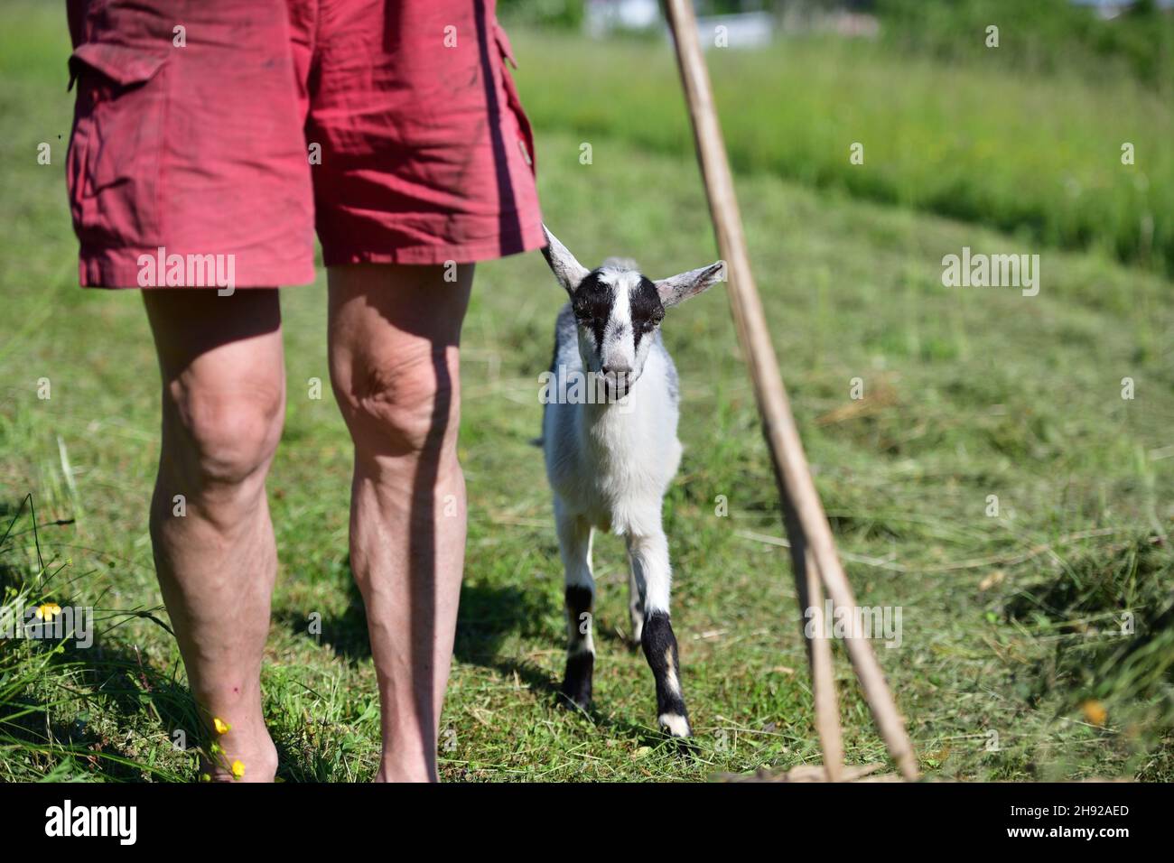 Raking up hay hi-res stock photography and images - Alamy
