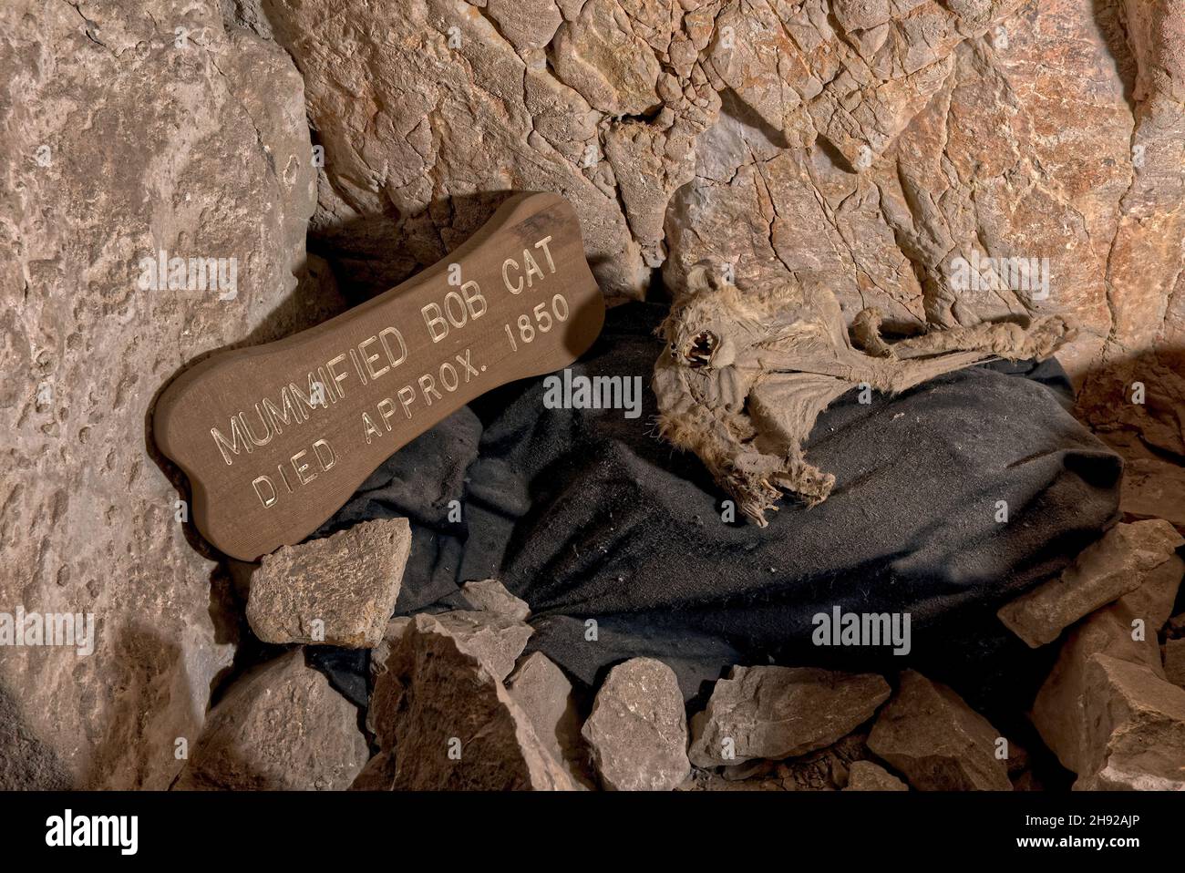 Mummified Bob Cat in the Grand Canyon Caverns, located near Peach ...