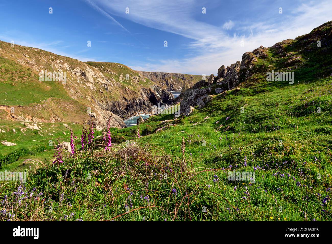 South west coast path spring flowers hi-res stock photography and ...