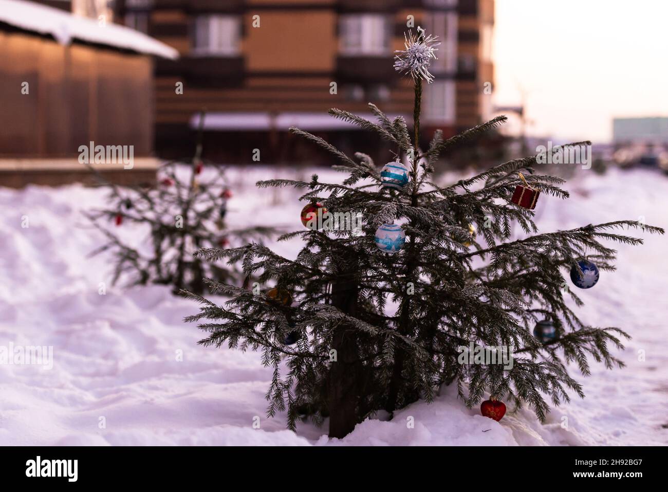 Small decorated Christmas trees in the yard. Even very small Christmas ...