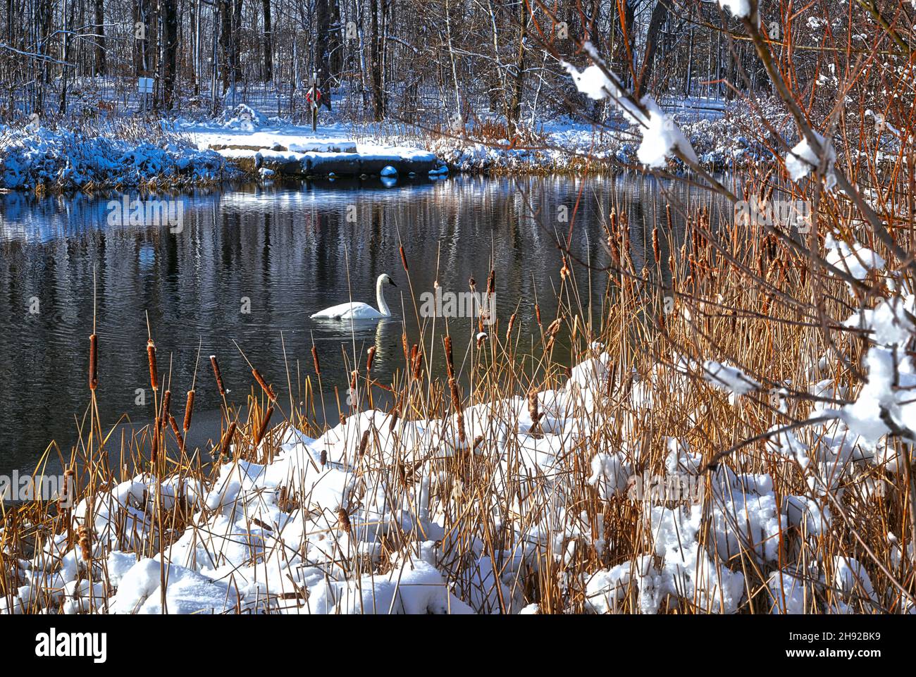 Swan swim beautifully on hi-res stock photography and images - Alamy