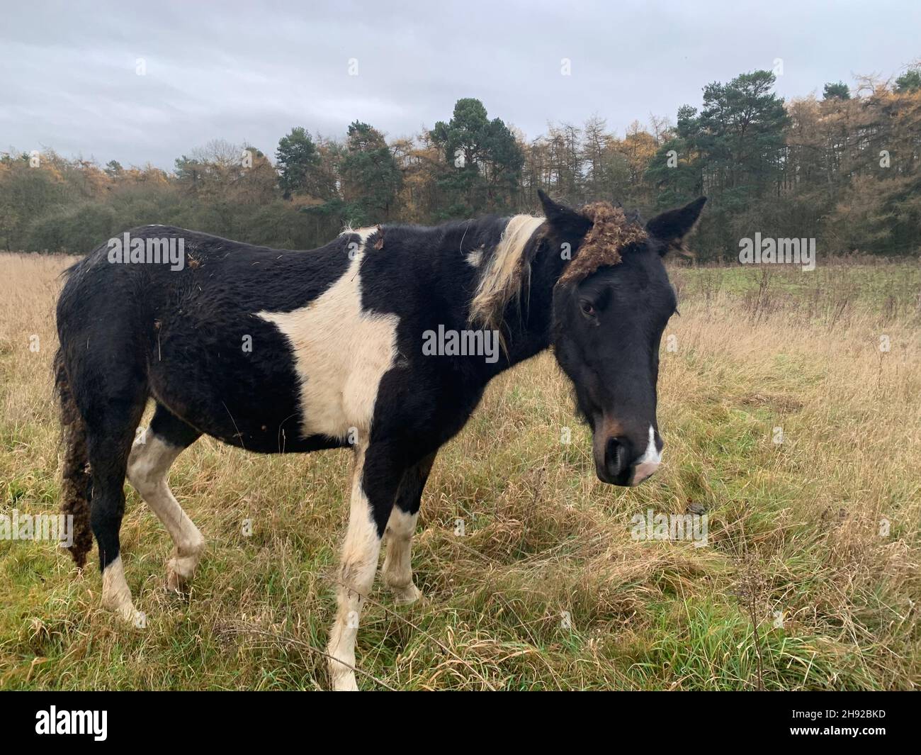 Uncared fore hi-res stock photography and images - Alamy