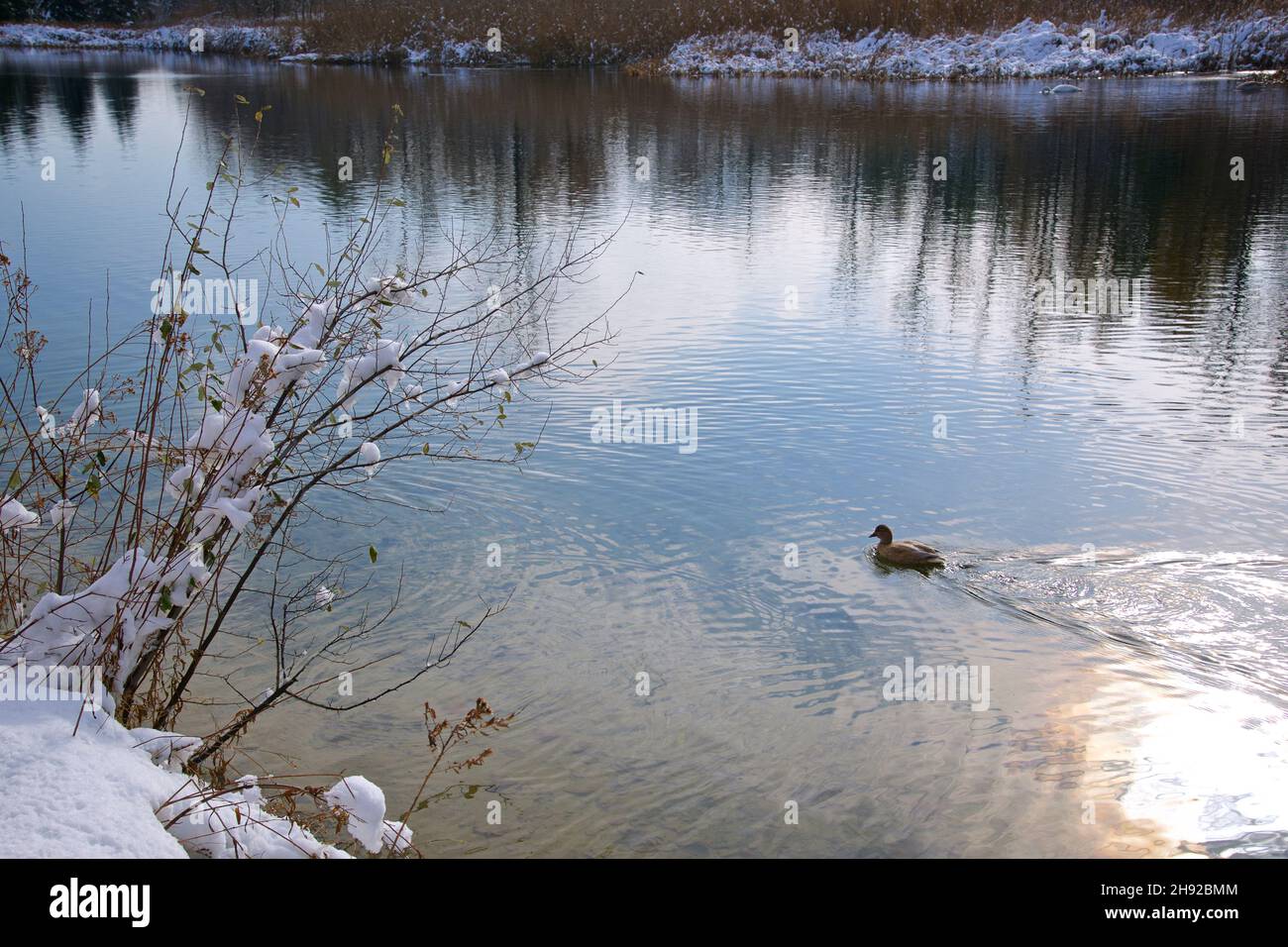 Beautiful winter scene with a duck swimming in lake after snowfall ...