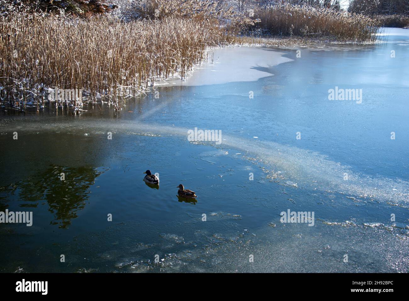 Beautiful winter scene with ducks swimming in the lake after snowfall ...