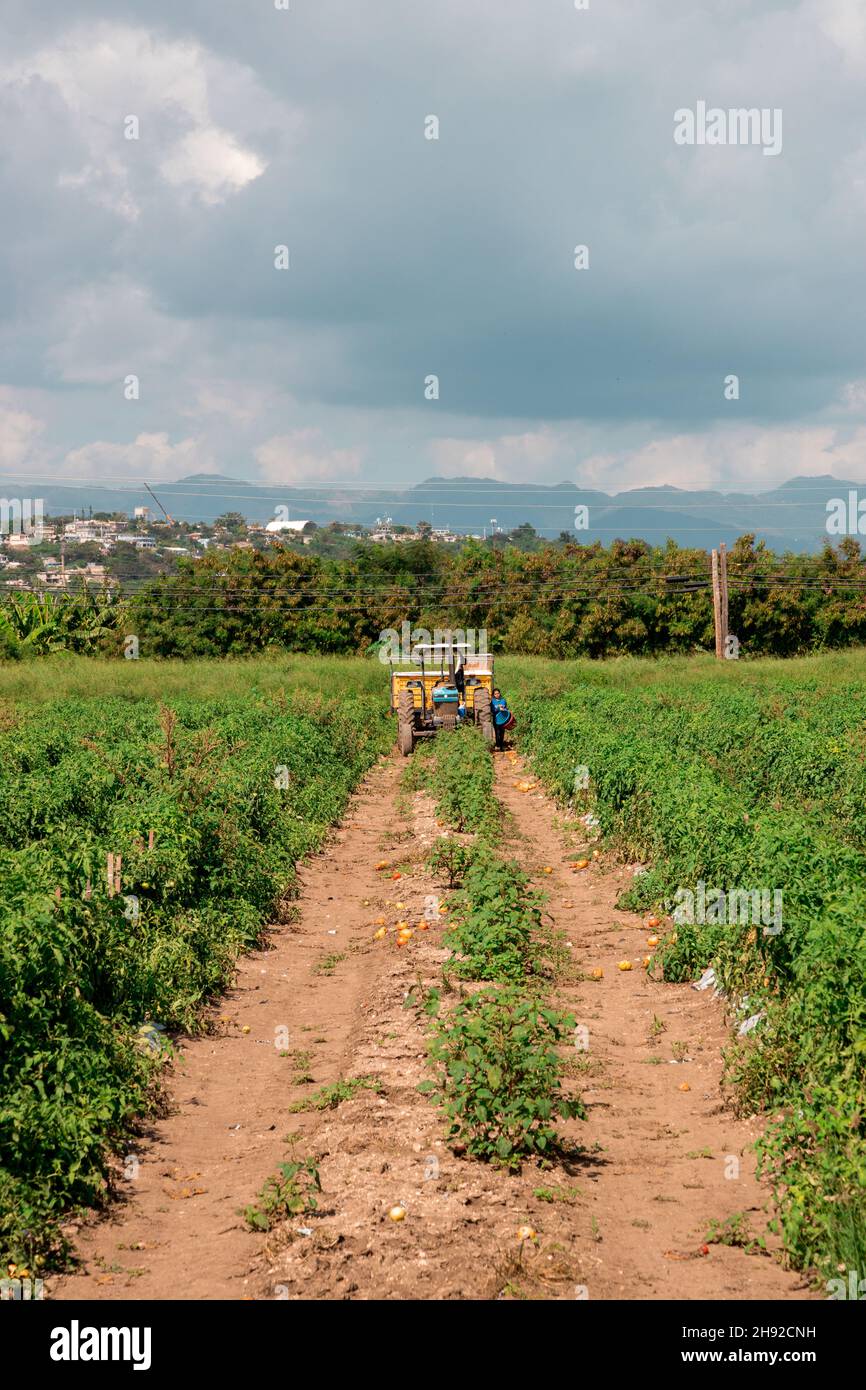 GUANICA, PUERTO RICO - Feb 03, 2020: The farmers with tractor ...