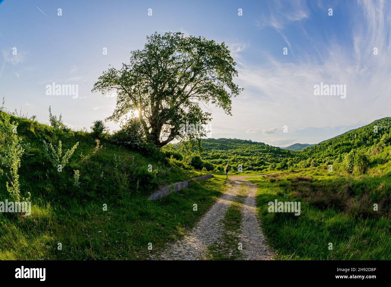 Ancient tree in Campina, Romania Stock Photo - Alamy