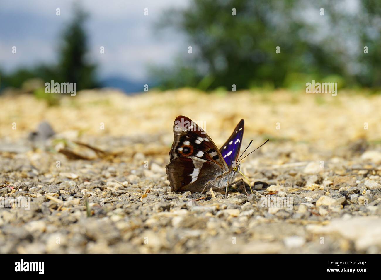 The Purple Emperor butterfly - Apatura iris Stock Photo - Alamy