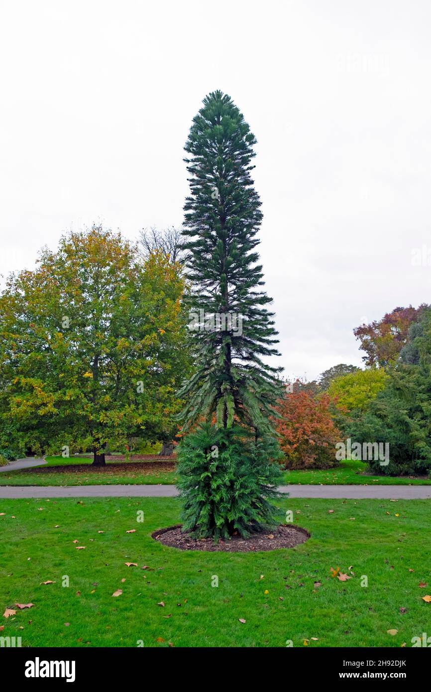 The tall rare Australian Wollemia nobilis pine evergreen tree growing ...